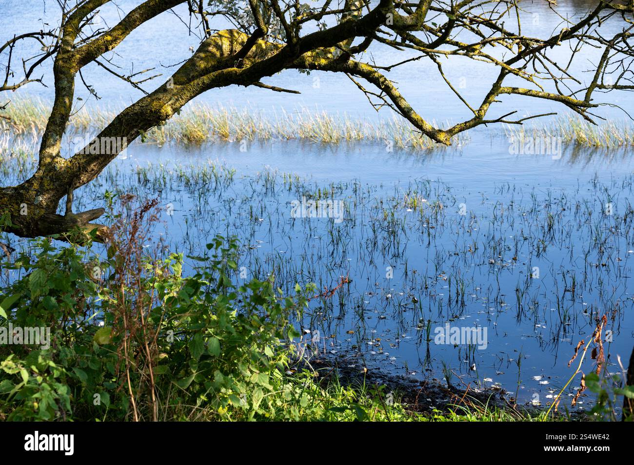Branches of a tree hang over the water of a small lake Stock Photo - Alamy
