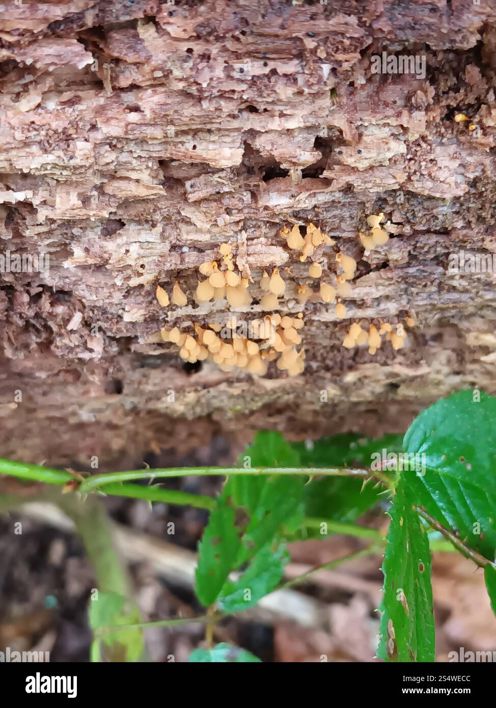 Push Pin Slime Mold (Hemitrichia calyculata Stock Photo - Alamy