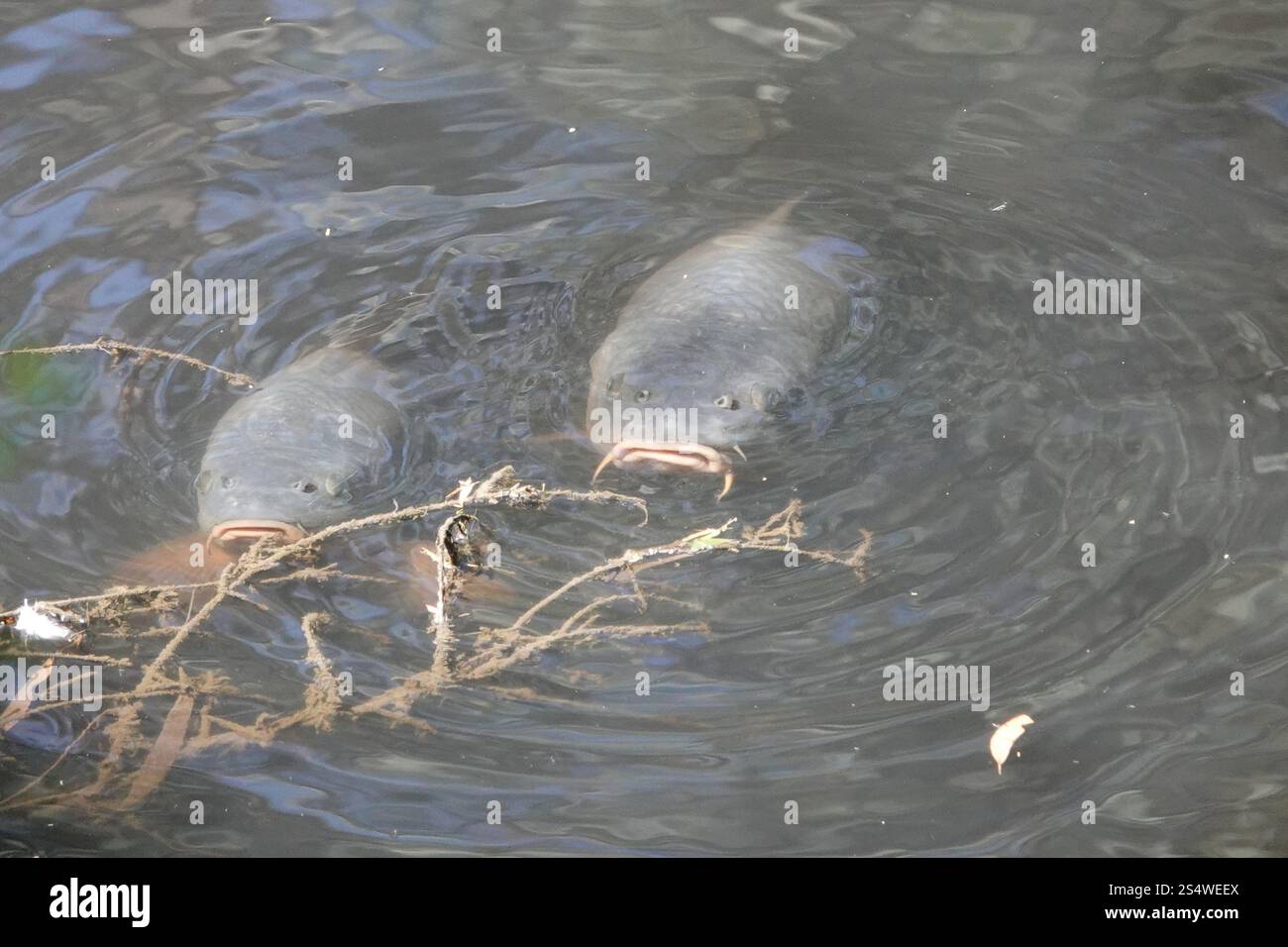 European Carp (Cyprinus carpio Stock Photo - Alamy
