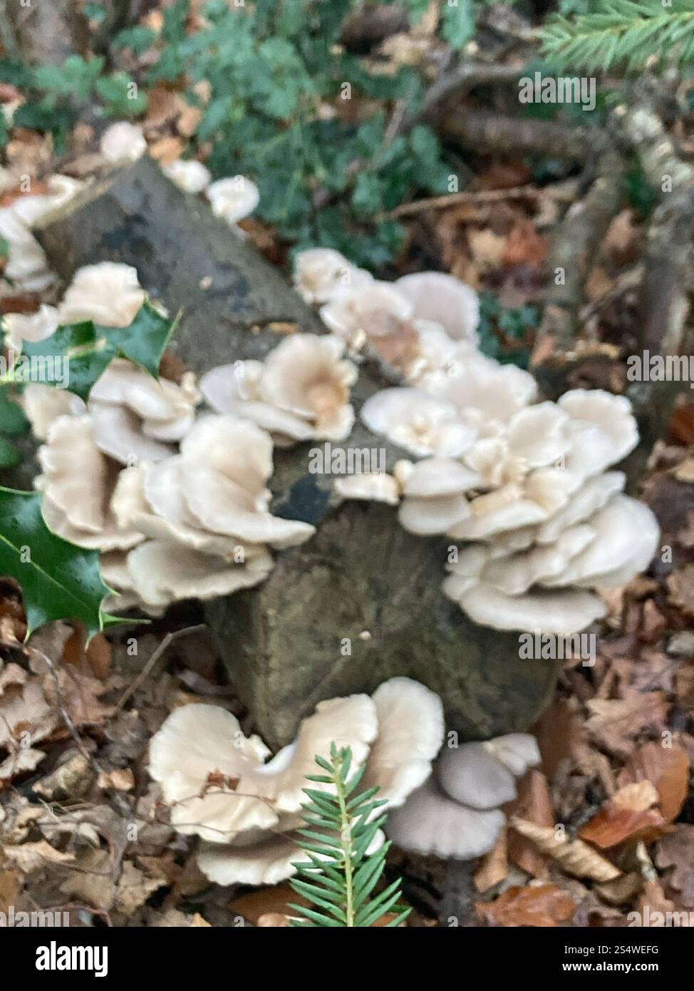 Oyster Mushroom (Pleurotus ostreatus Stock Photo - Alamy
