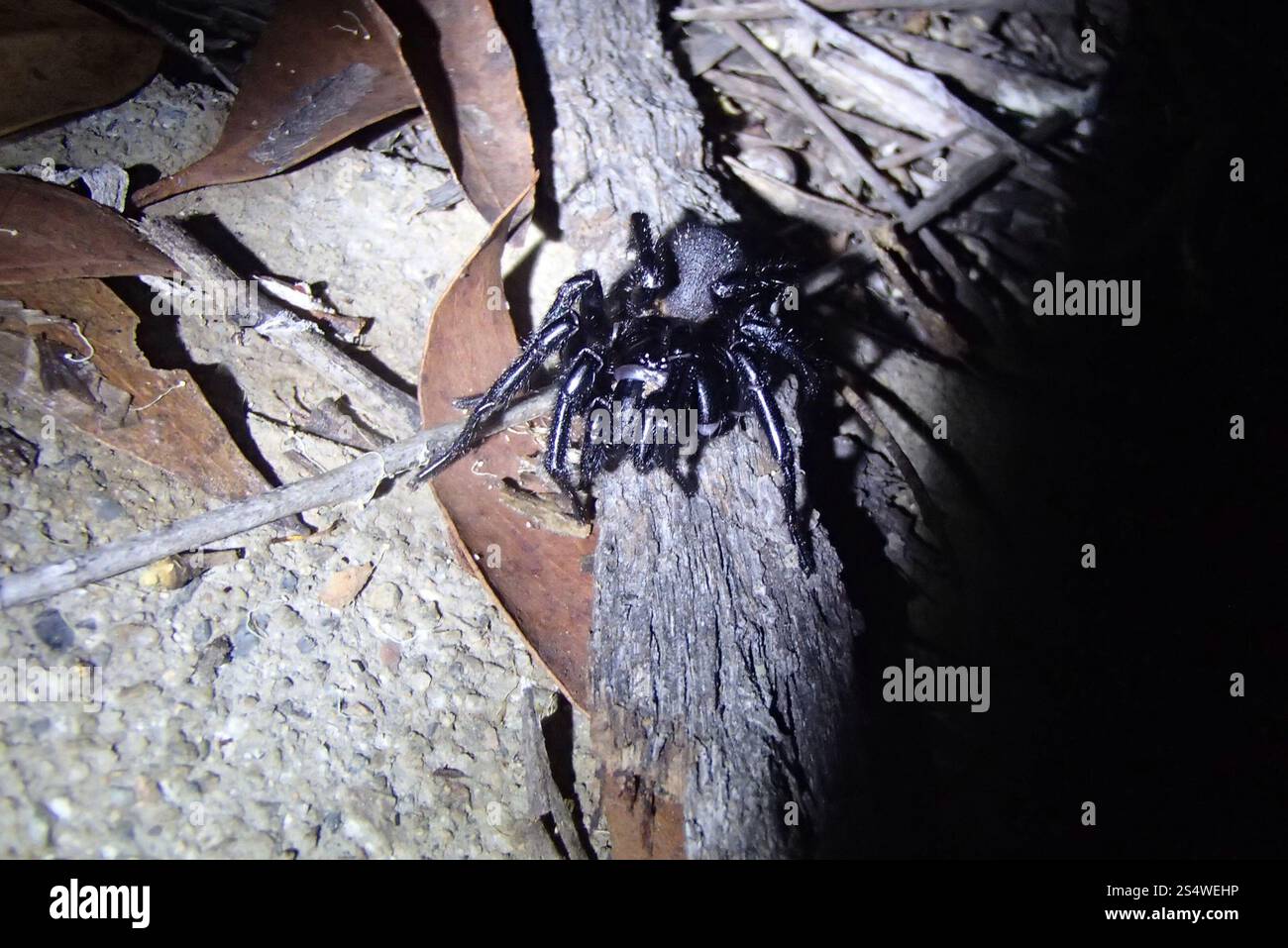 Blue Mountains Funnel-web Spider (Hadronyche versuta Stock Photo - Alamy