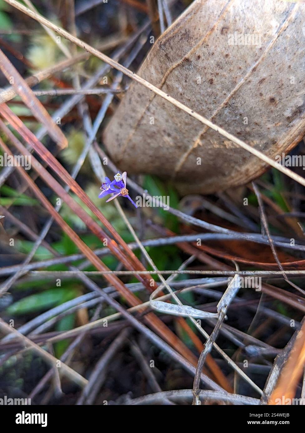 northern bluethread (Burmannia biflora Stock Photo - Alamy