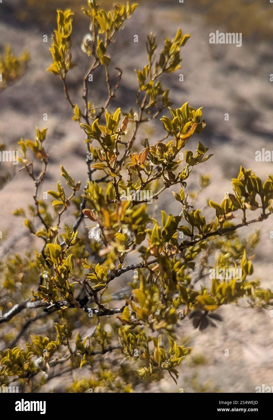 Creosote Bush (Larrea tridentata Stock Photo - Alamy
