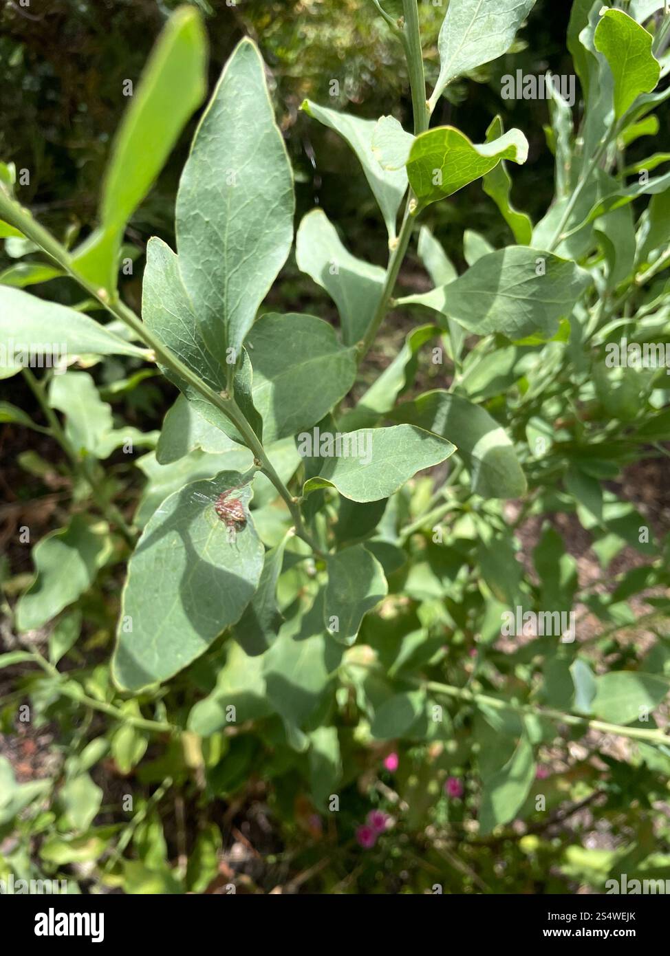 Leaf-curling Spider (Phonognatha graeffei Stock Photo - Alamy