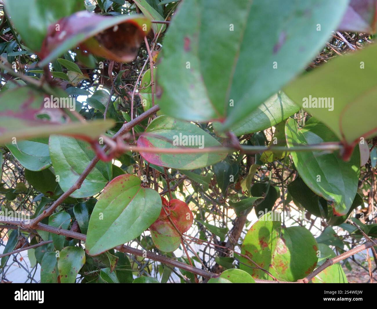sawbrier (Smilax glauca Stock Photo - Alamy