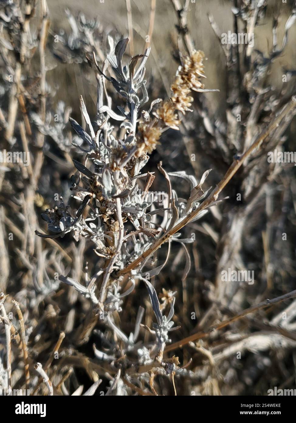 Silver Sagebrush (Artemisia cana Stock Photo - Alamy
