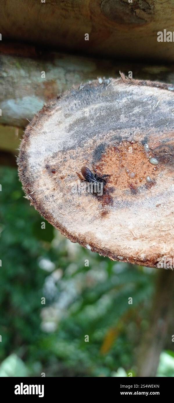 Spiny-legged Stingless bee (Trigona spinipes Stock Photo - Alamy