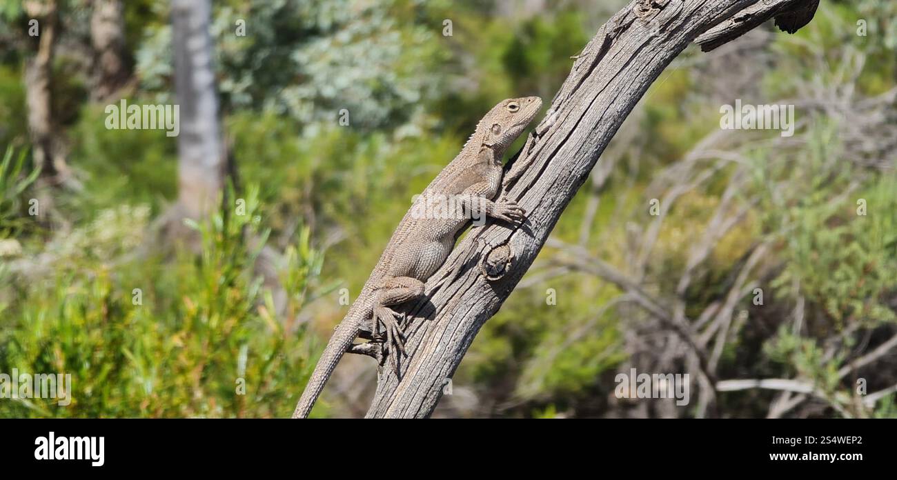 Nobbi Dragon (Diporiphora nobbi Stock Photo - Alamy