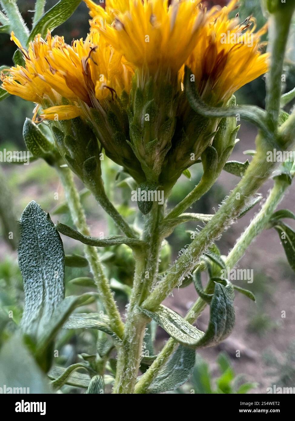 Coastal Goldenbush (Isocoma menziesii Stock Photo - Alamy