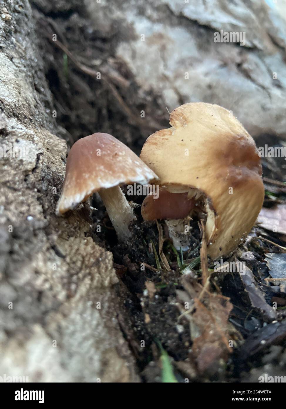 Pale Brittlestem (Candolleomyces candolleanus Stock Photo - Alamy