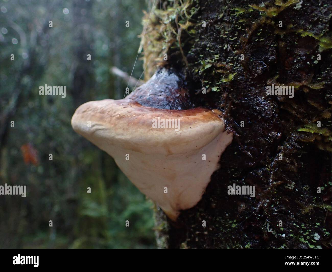 Northern Red Belt (Fomitopsis mounceae Stock Photo - Alamy