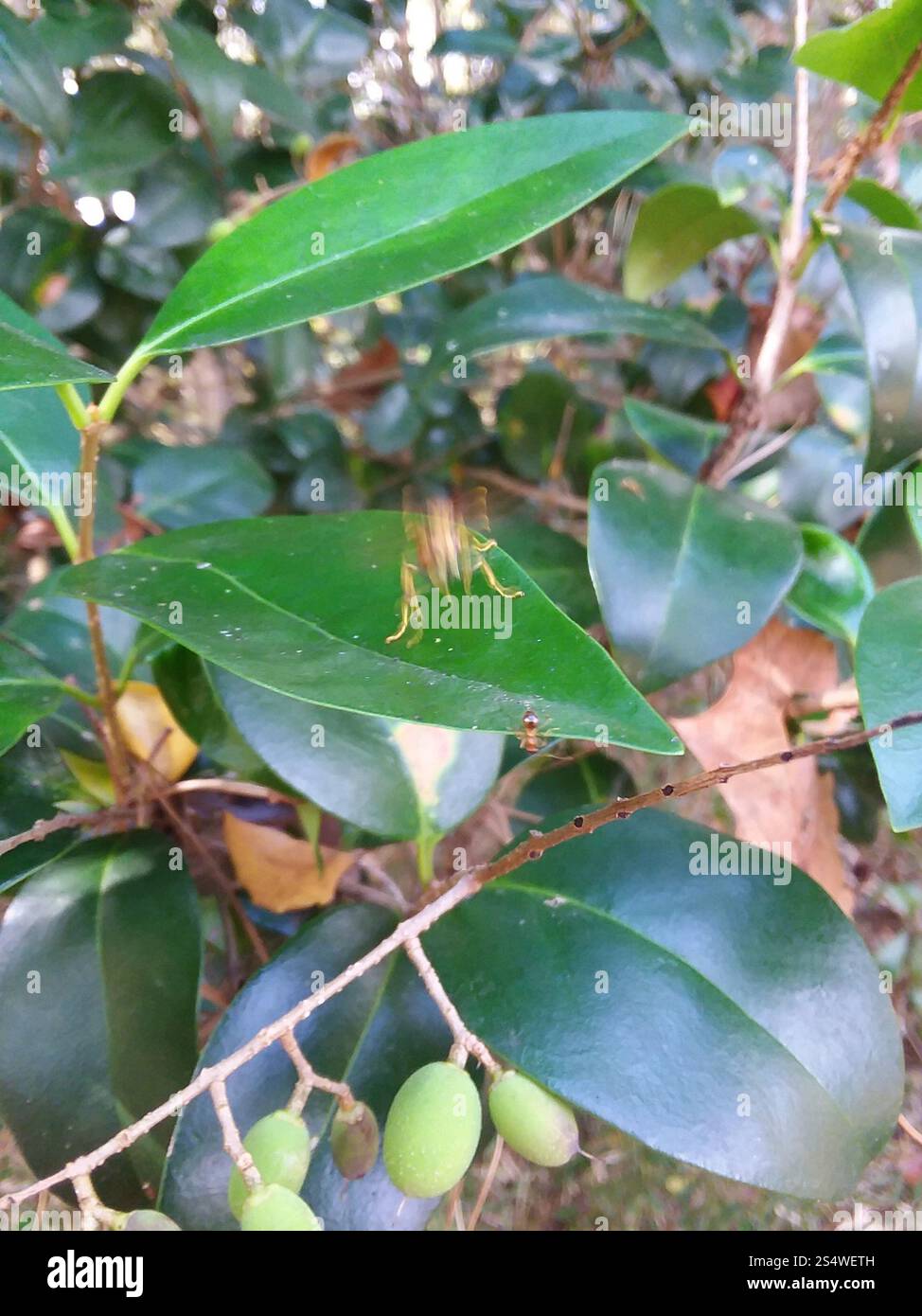 Mexican Paper Wasp (Mischocyttarus mexicanus Stock Photo - Alamy