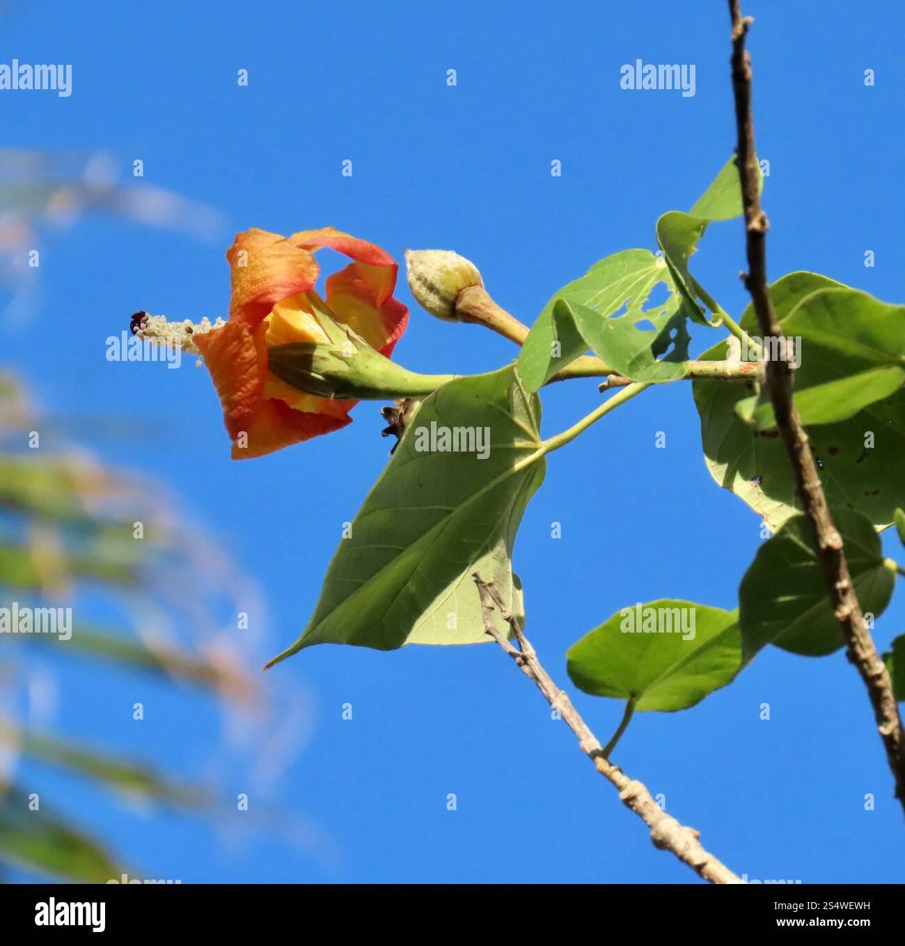 blue mahoe (Hibiscus elatus Stock Photo - Alamy