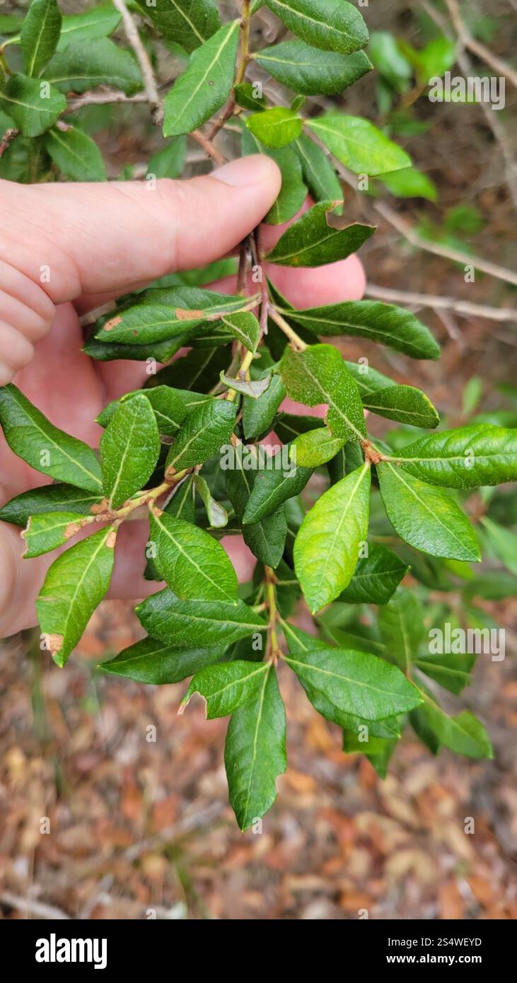 rusty staggerbush (Lyonia ferruginea Stock Photo - Alamy