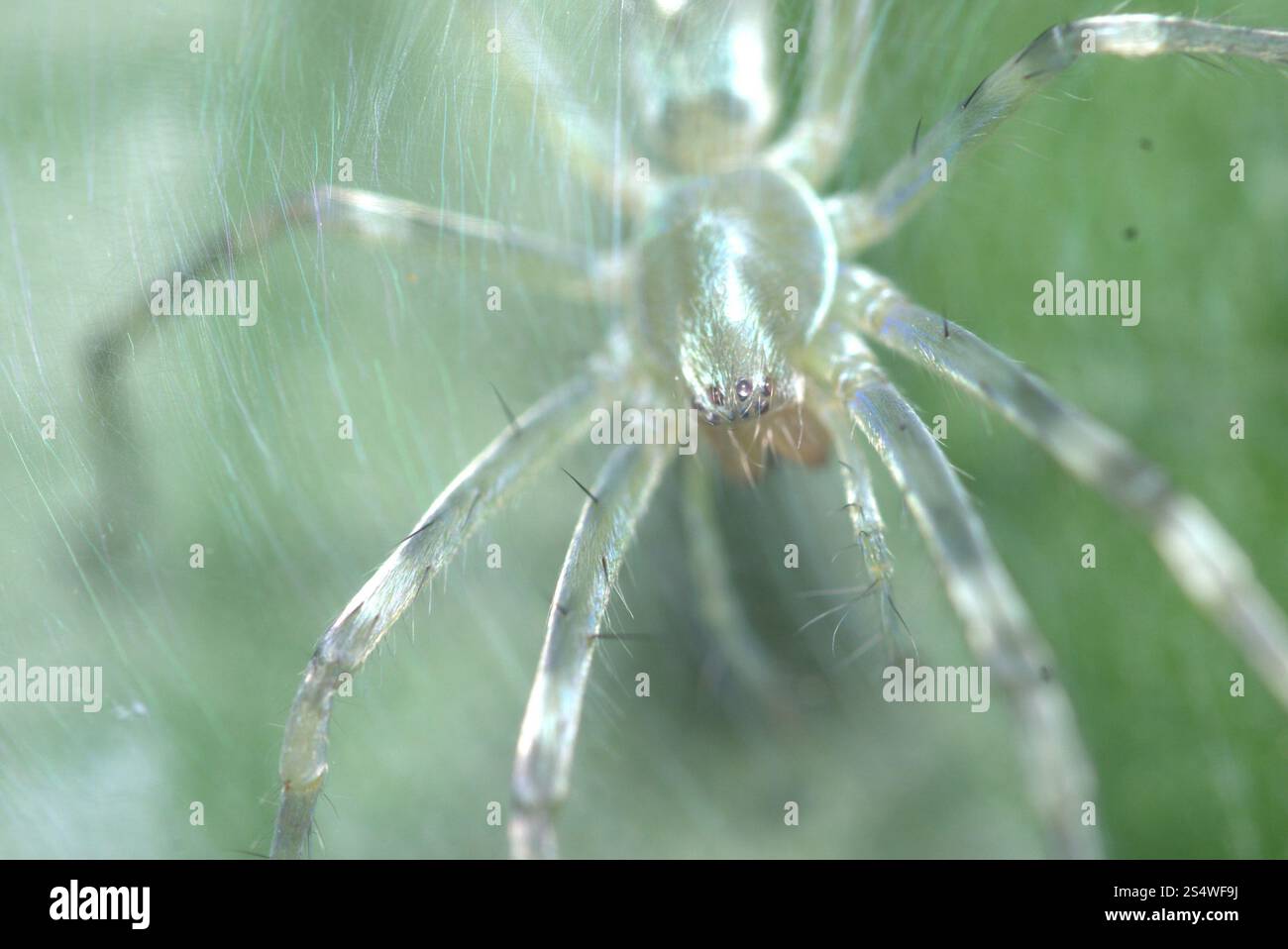 Ghost Spiders (Anyphaenidae Stock Photo - Alamy