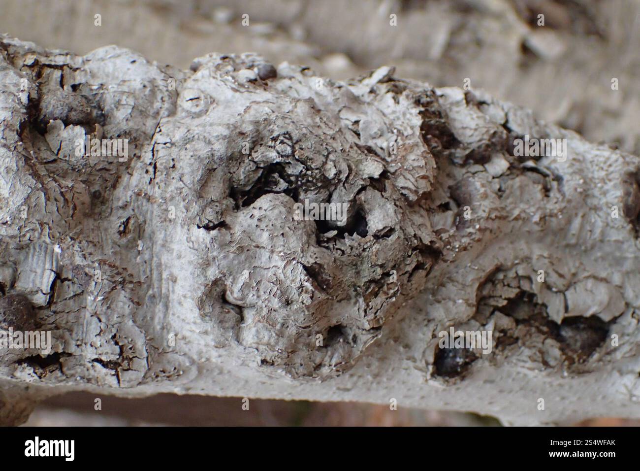 Beech Bark Canker Fungus (Neonectria faginata Stock Photo - Alamy