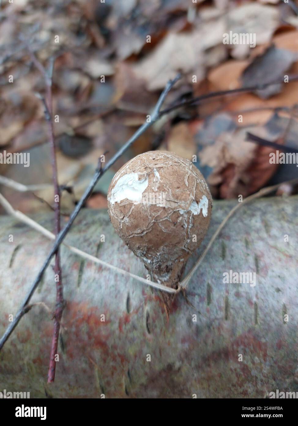birch polypore (Fomitopsis betulina Stock Photo - Alamy