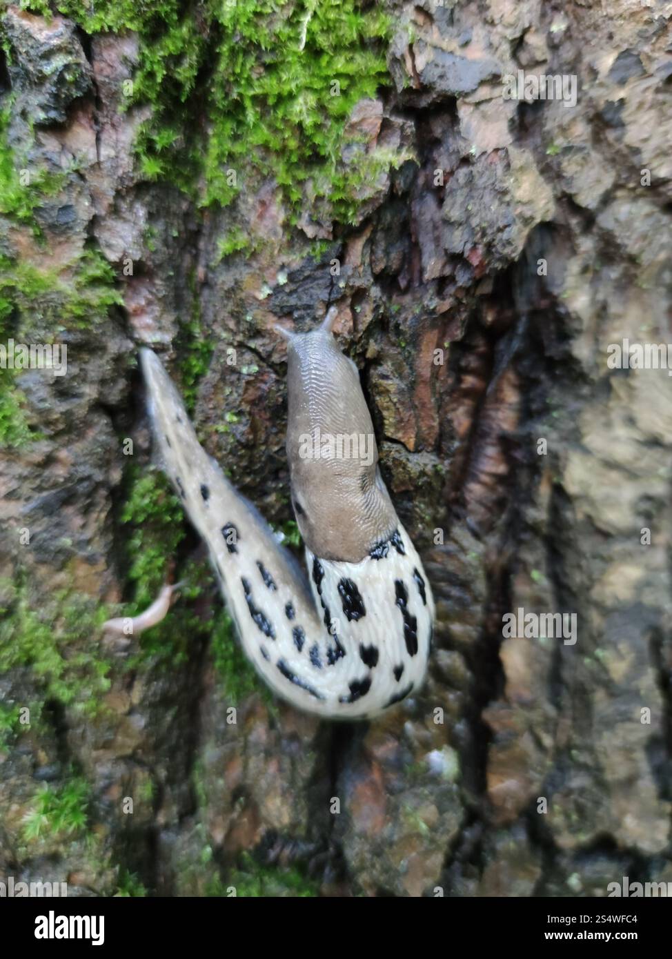 Slug limax cinereoniger hi-res stock photography and images - Alamy