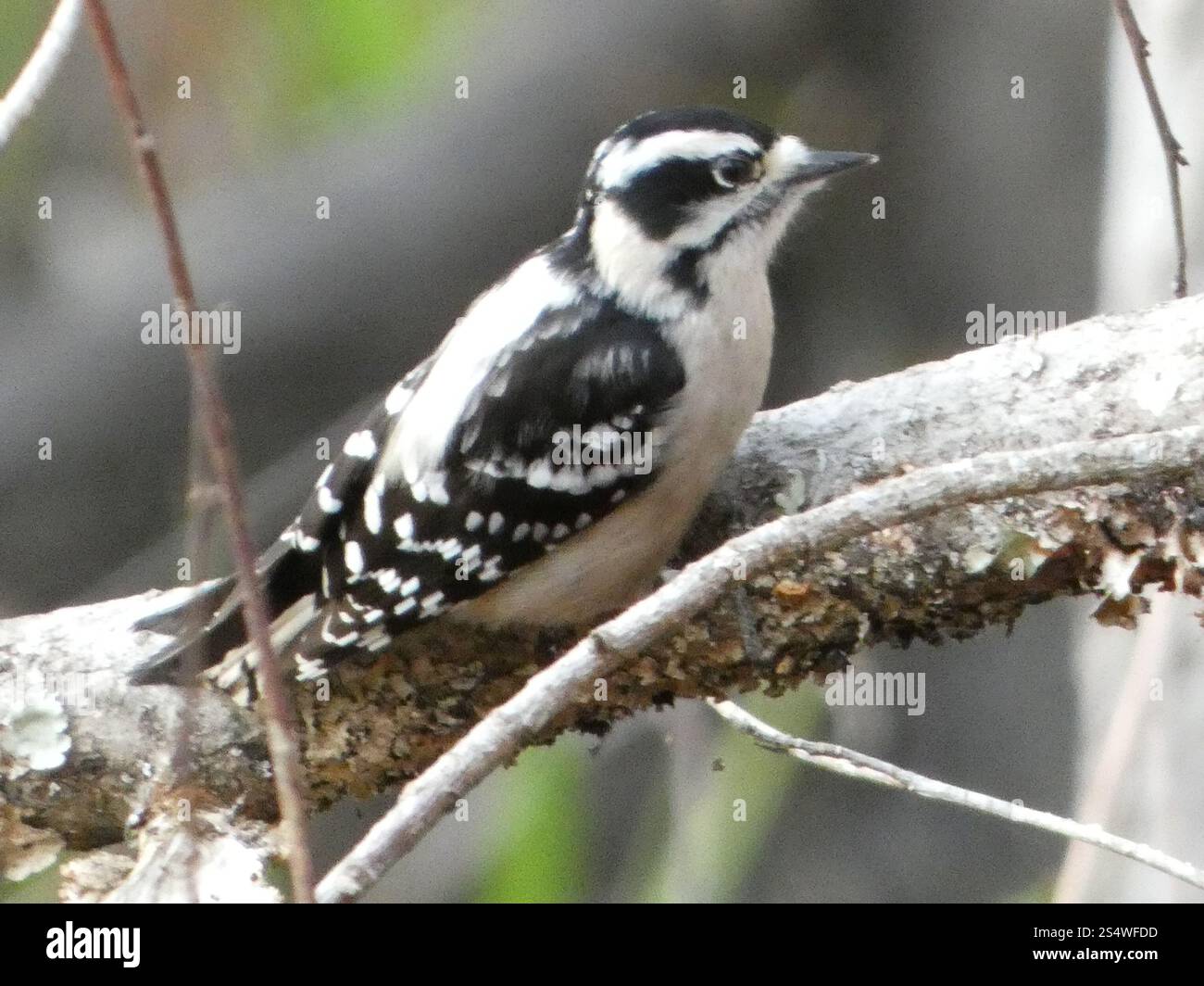 Downy Woodpecker (Dryobates pubescens Stock Photo - Alamy