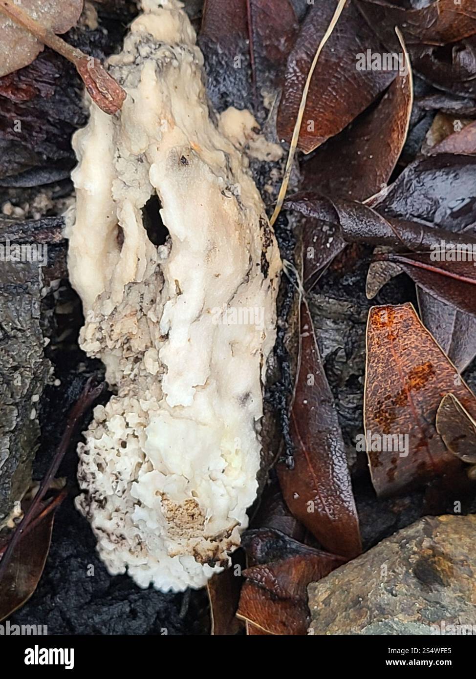 slime molds (Mycetozoa Stock Photo - Alamy