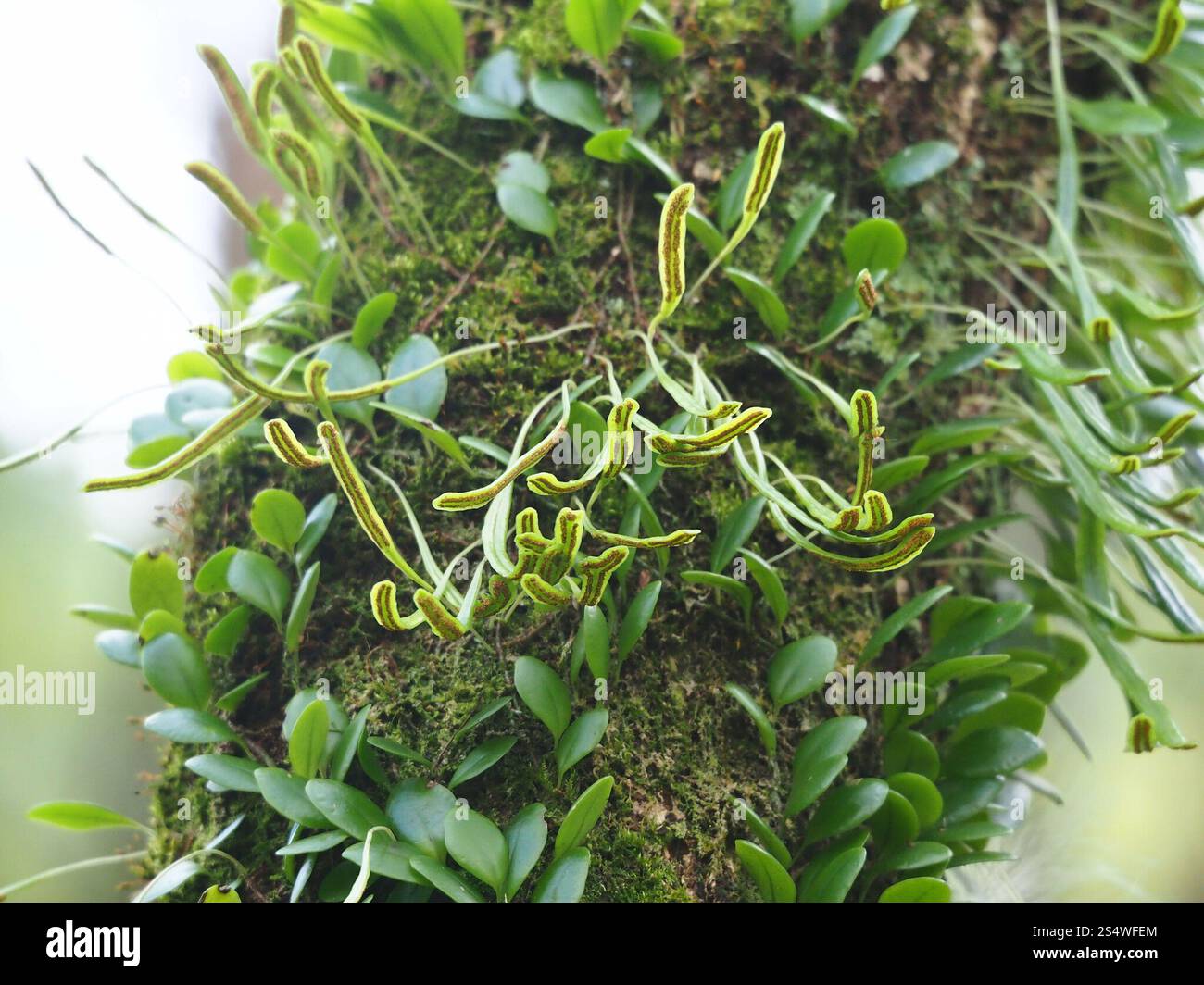 Green penny fern (Lemmaphyllum microphyllum Stock Photo - Alamy