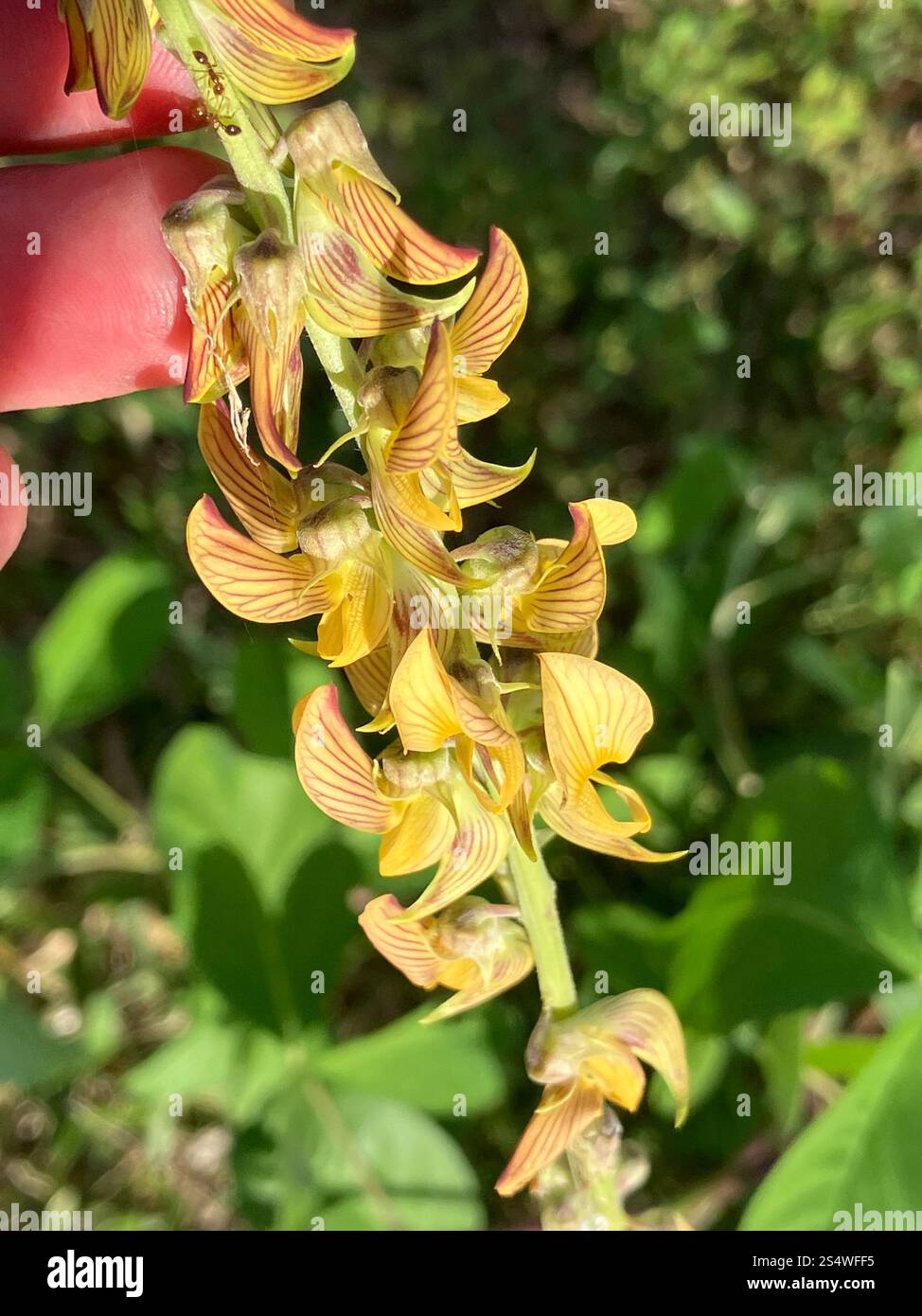 Streaked Rattlepod (Crotalaria pallida Stock Photo - Alamy