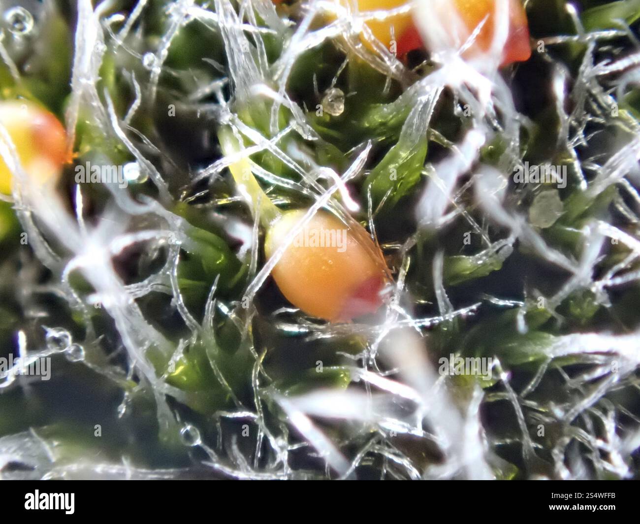 Orb Dry Rock Moss (Grimmia orbicularis Stock Photo - Alamy
