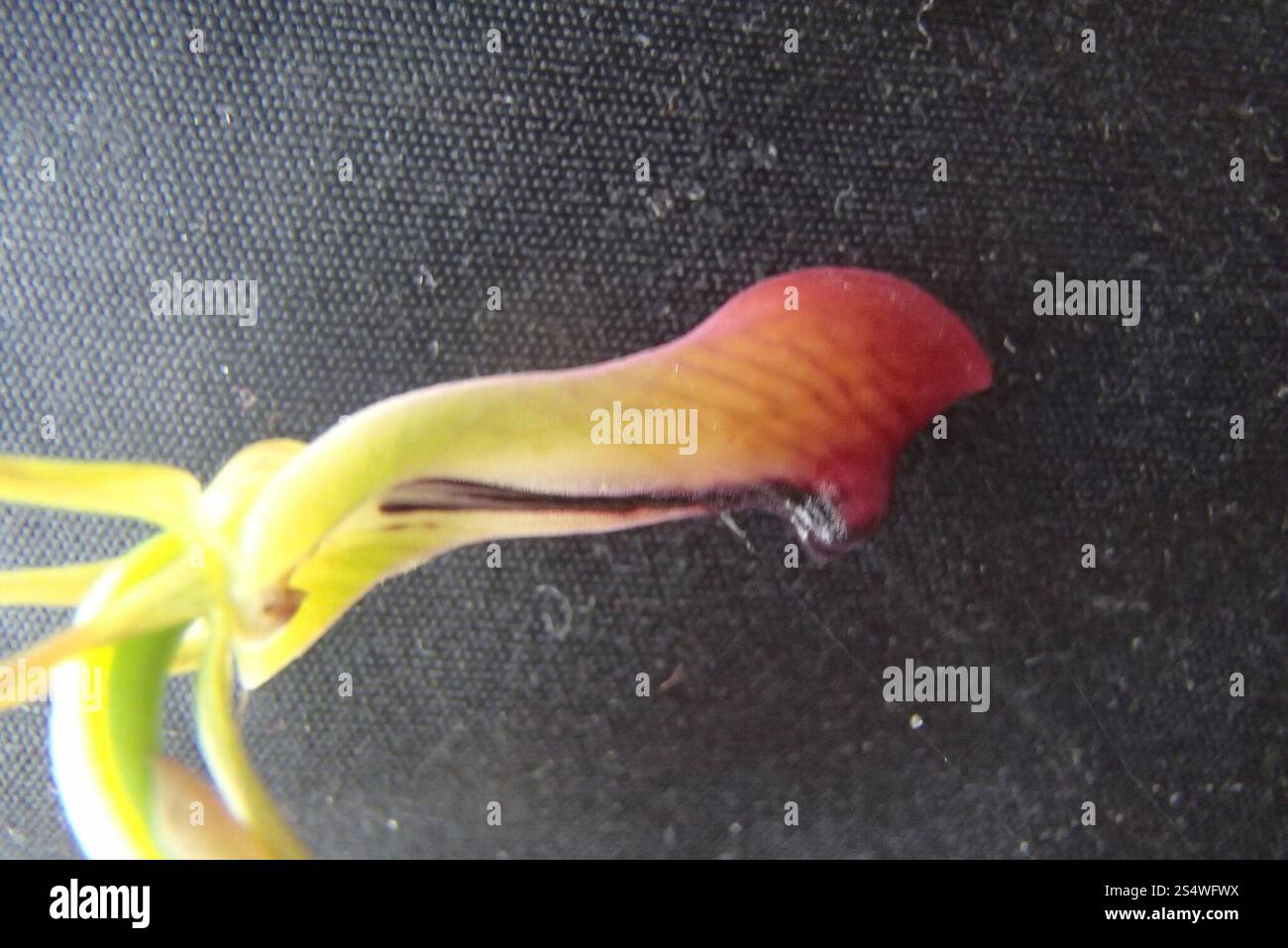 Large Tongue Orchid (Cryptostylis subulata Stock Photo - Alamy