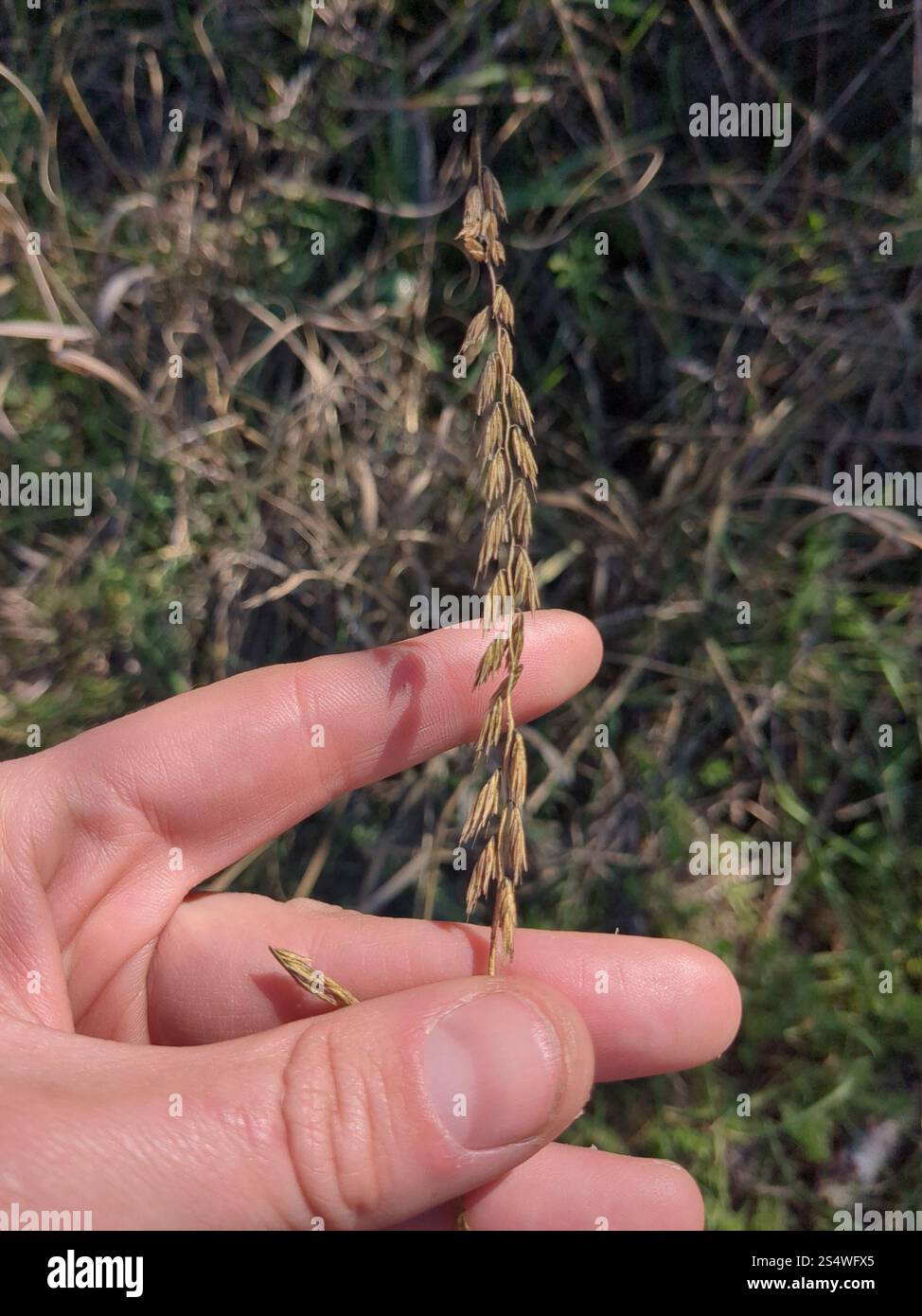 Sideoats Grama (Bouteloua curtipendula Stock Photo - Alamy