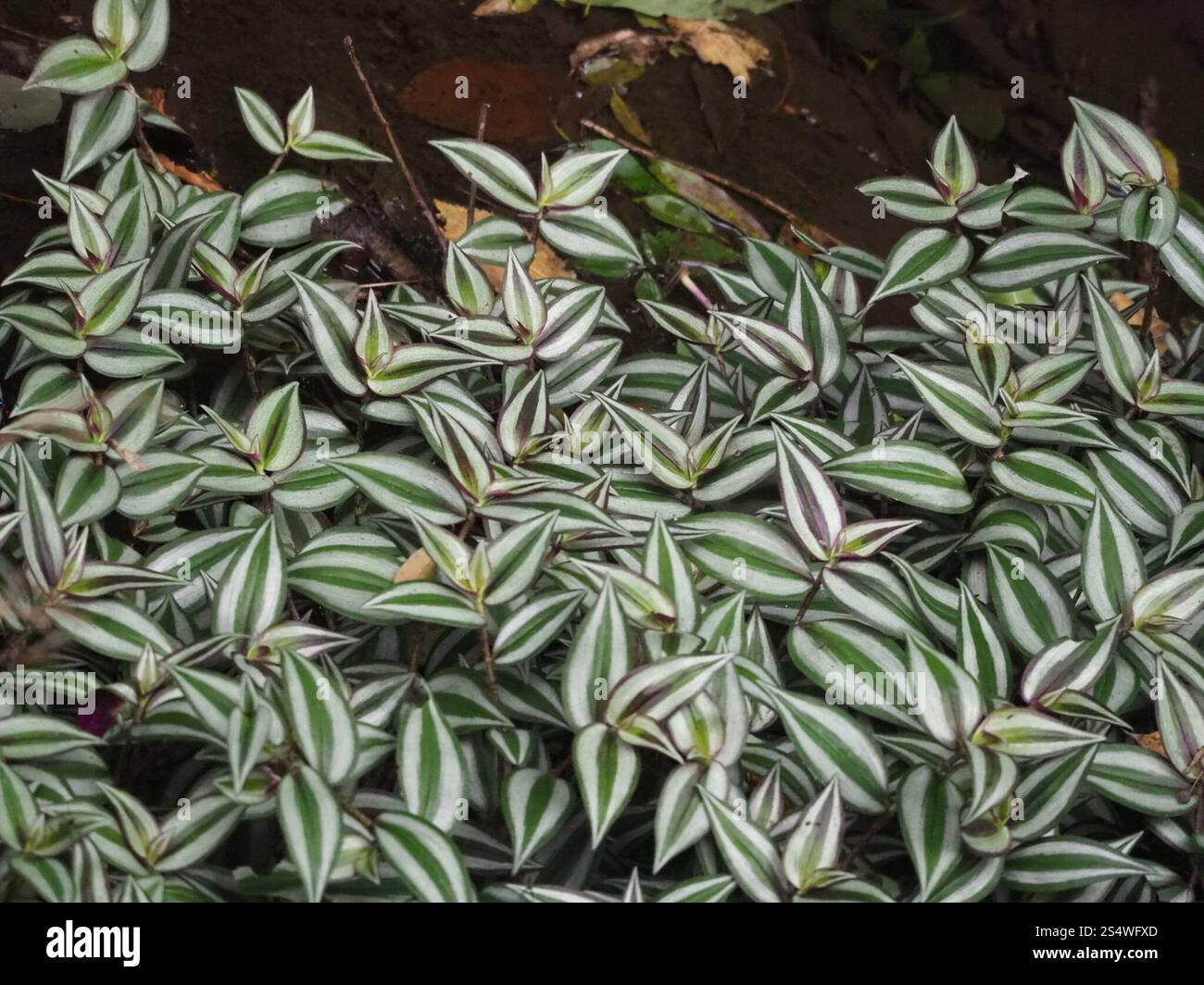 inchplant (Tradescantia zebrina Stock Photo - Alamy