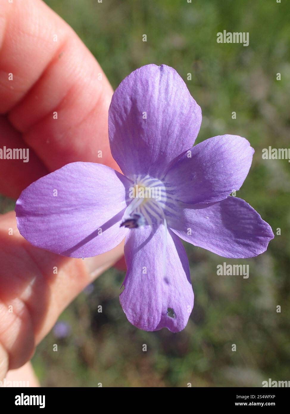 Blue Bushviolet (Barleria obtusa Stock Photo - Alamy