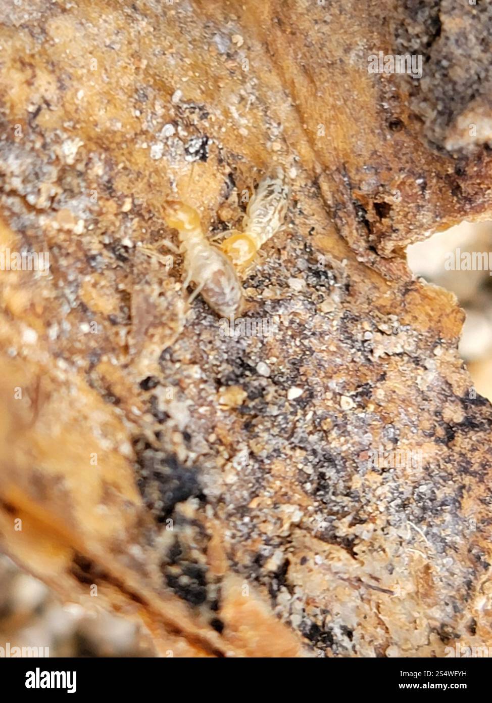 Long-jawed Desert Termites (Gnathamitermes Stock Photo - Alamy