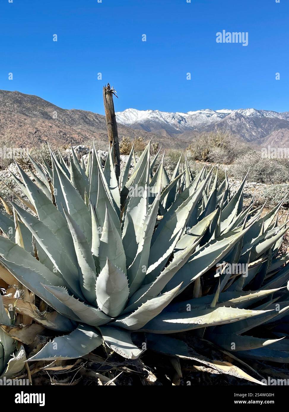 desert agave (Agave deserti Stock Photo - Alamy