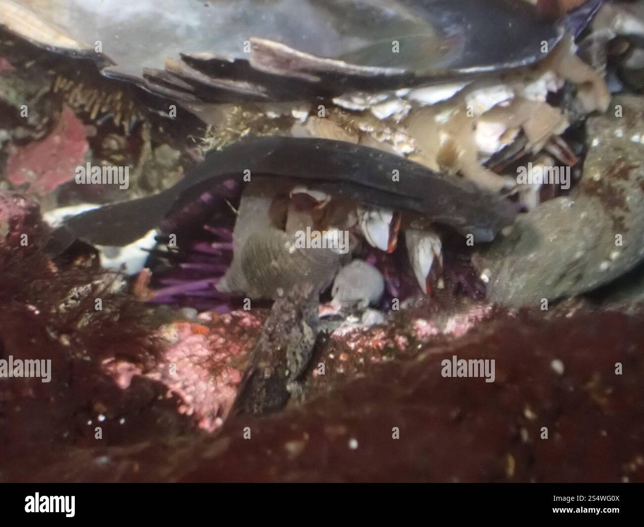 High Cockscomb (Anoplarchus purpurescens Stock Photo - Alamy