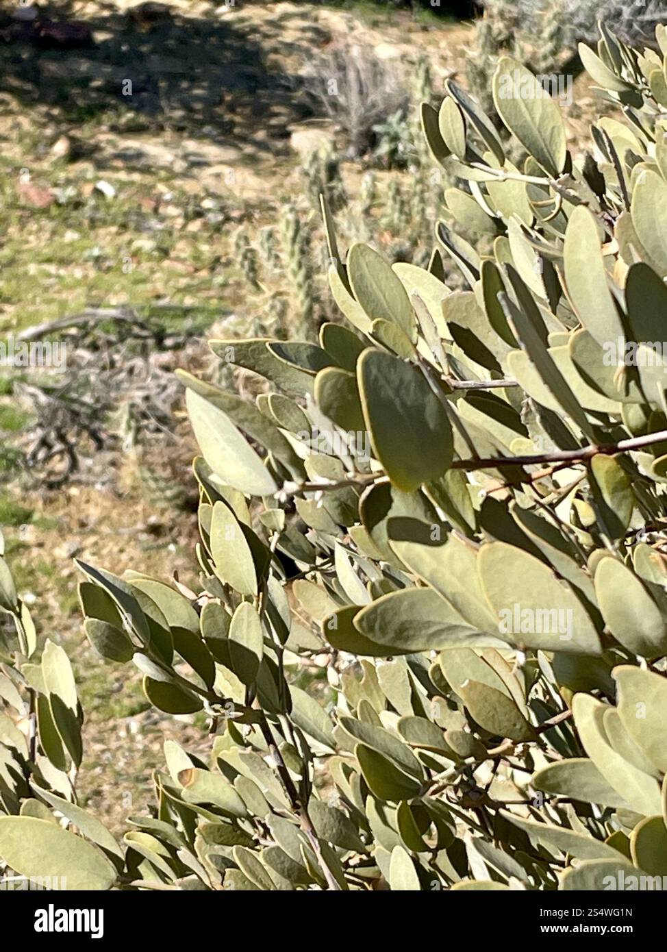 jojoba (Simmondsia chinensis Stock Photo - Alamy