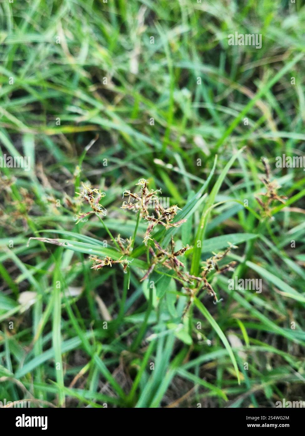 Purple nutsedge (Cyperus rotundus Stock Photo - Alamy