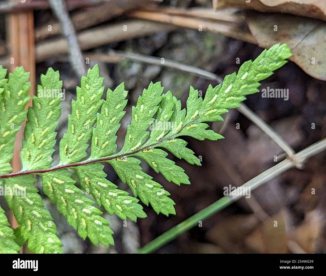 ebony spleenwort (Asplenium platyneuron Stock Photo - Alamy