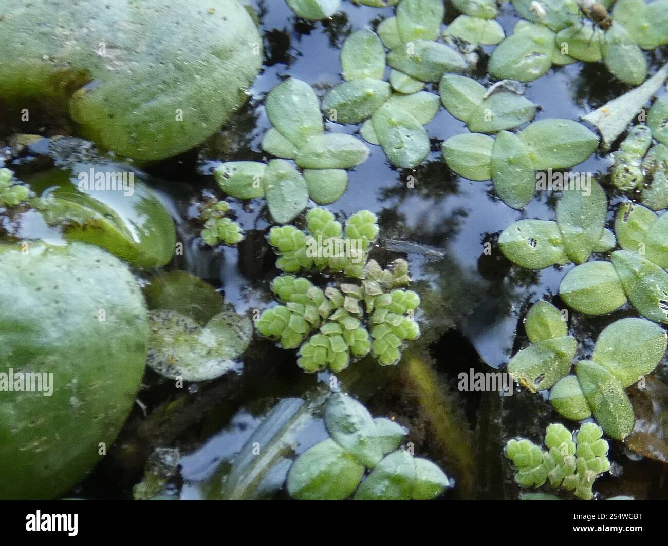 water fern (Azolla filiculoides Stock Photo - Alamy