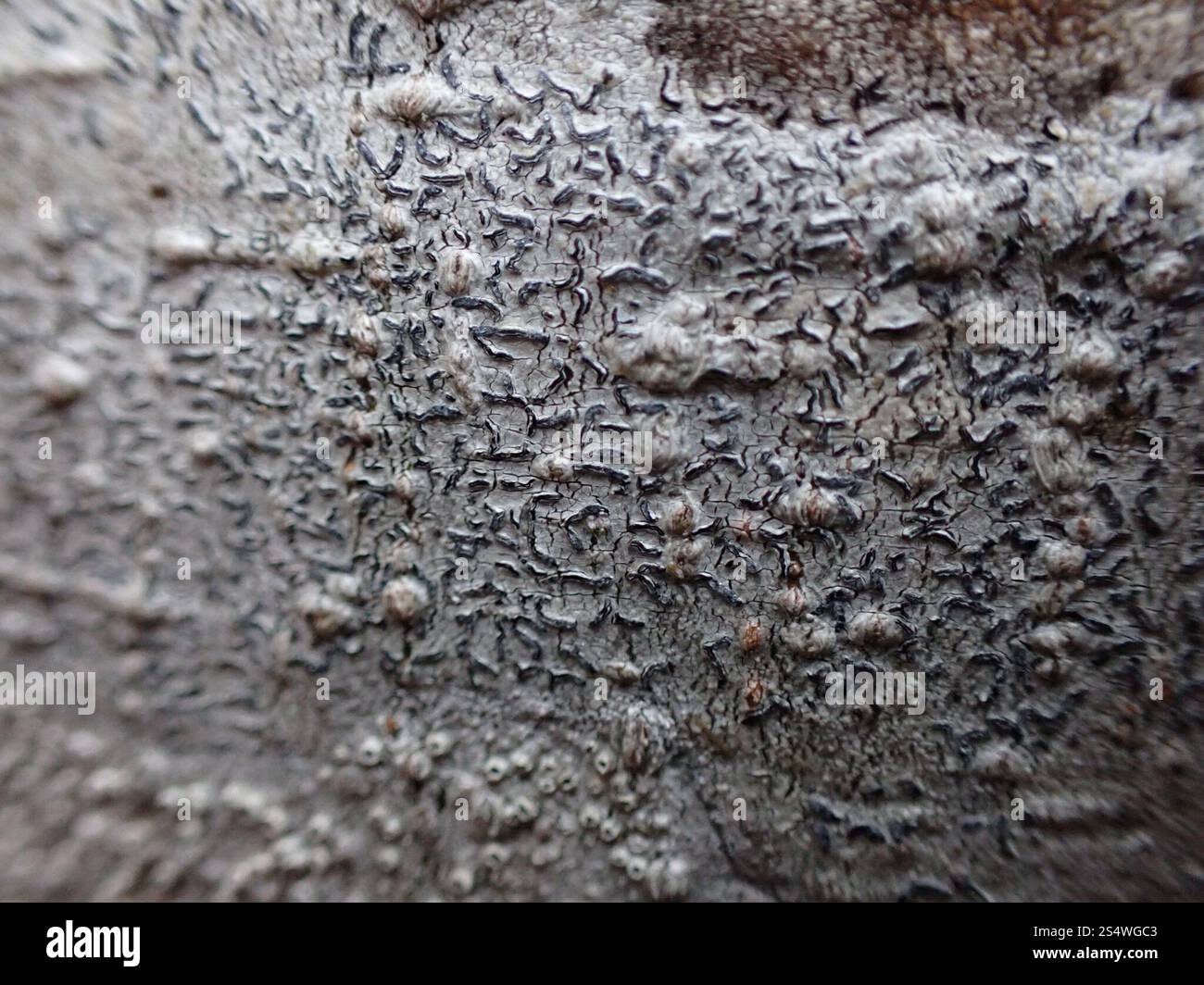 Common Script Lichen (Graphis scripta Stock Photo - Alamy