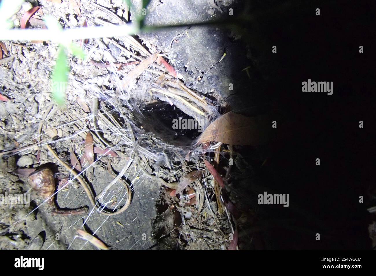 Blue Mountains Funnel-web Spider (Hadronyche versuta Stock Photo - Alamy