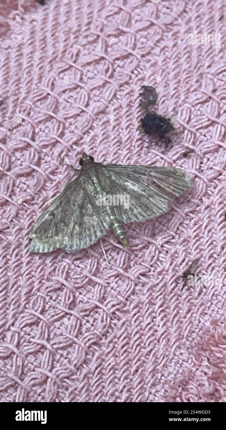 Grass Webworm Moth (Herpetogramma licarsisalis Stock Photo - Alamy