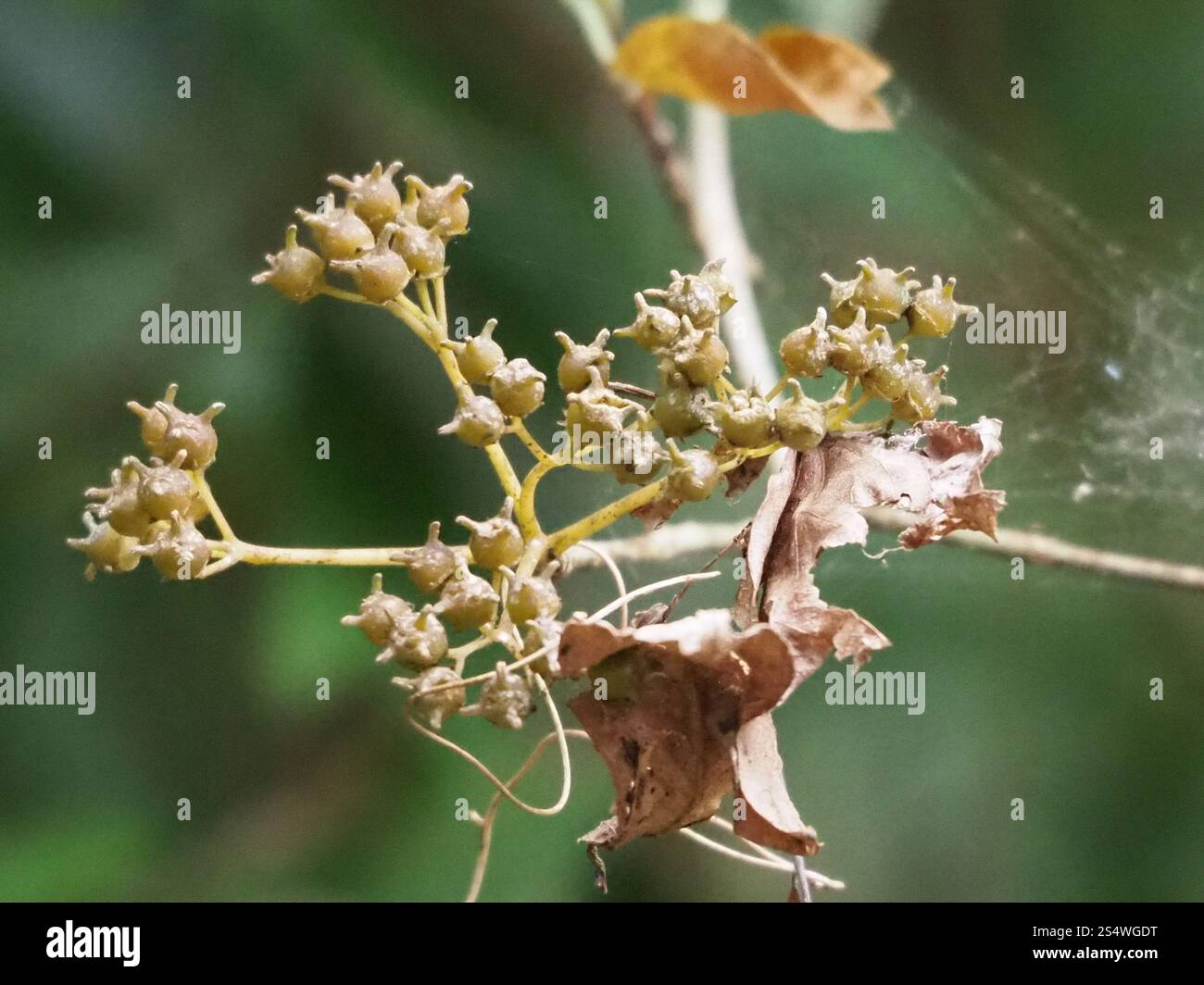Chinese Hydrangea (Hydrangea chinensis Stock Photo - Alamy