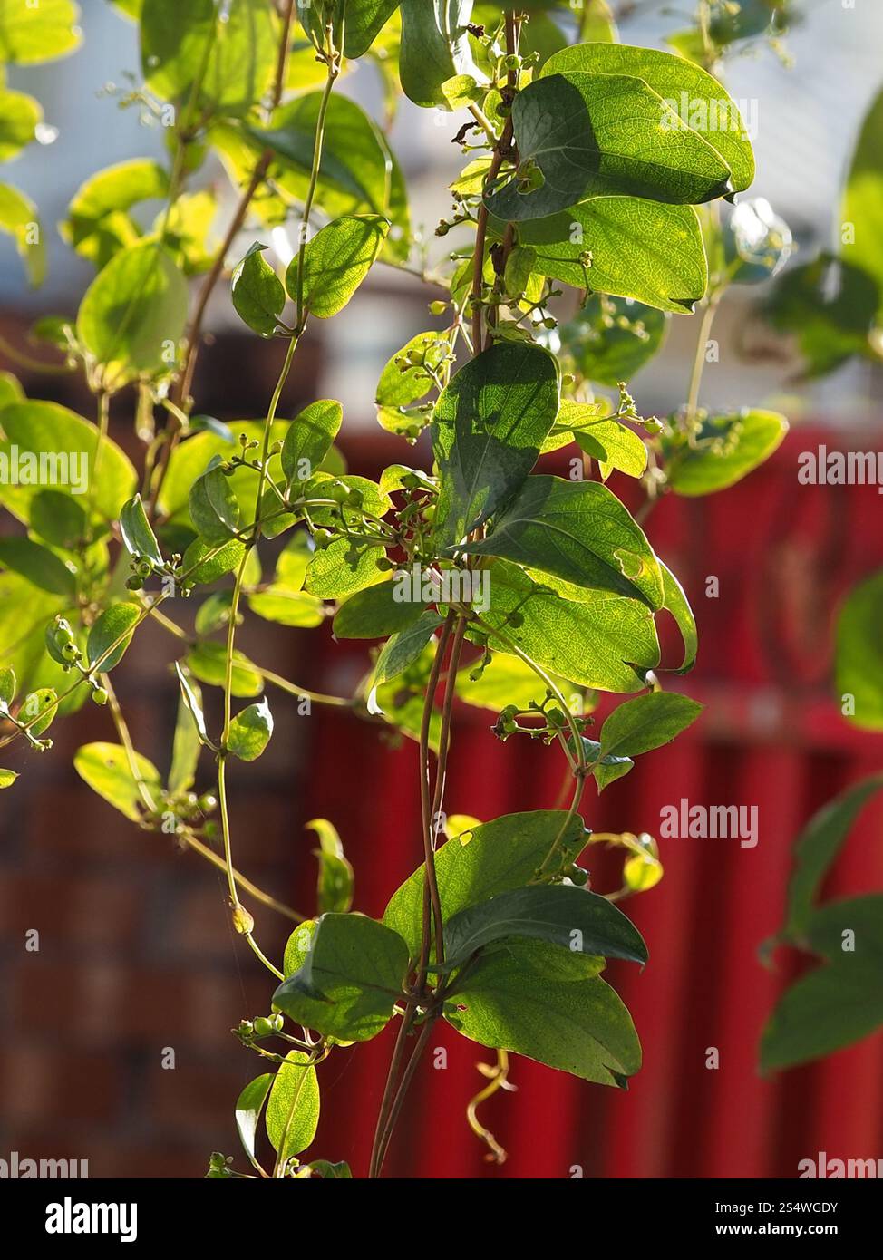 skunk vine (Paederia foetida Stock Photo - Alamy