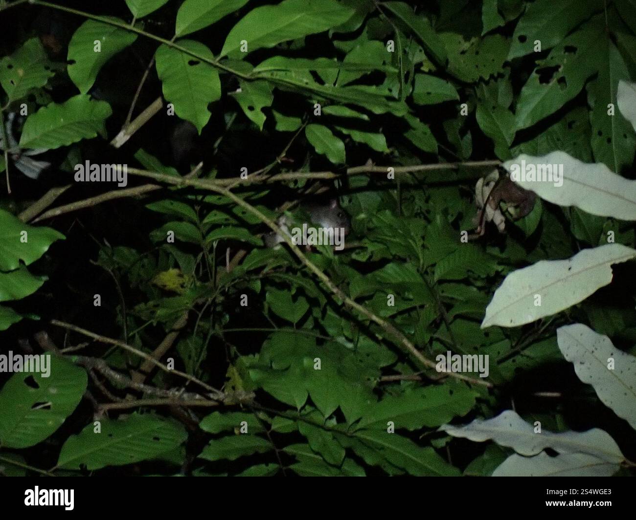 White-tailed Giant Rat (Uromys caudimaculatus Stock Photo - Alamy