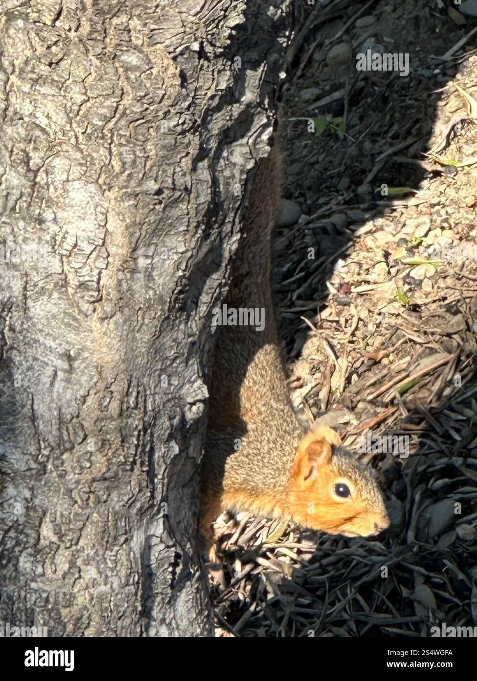 Eastern Fox Squirrel (Sciurus niger Stock Photo - Alamy