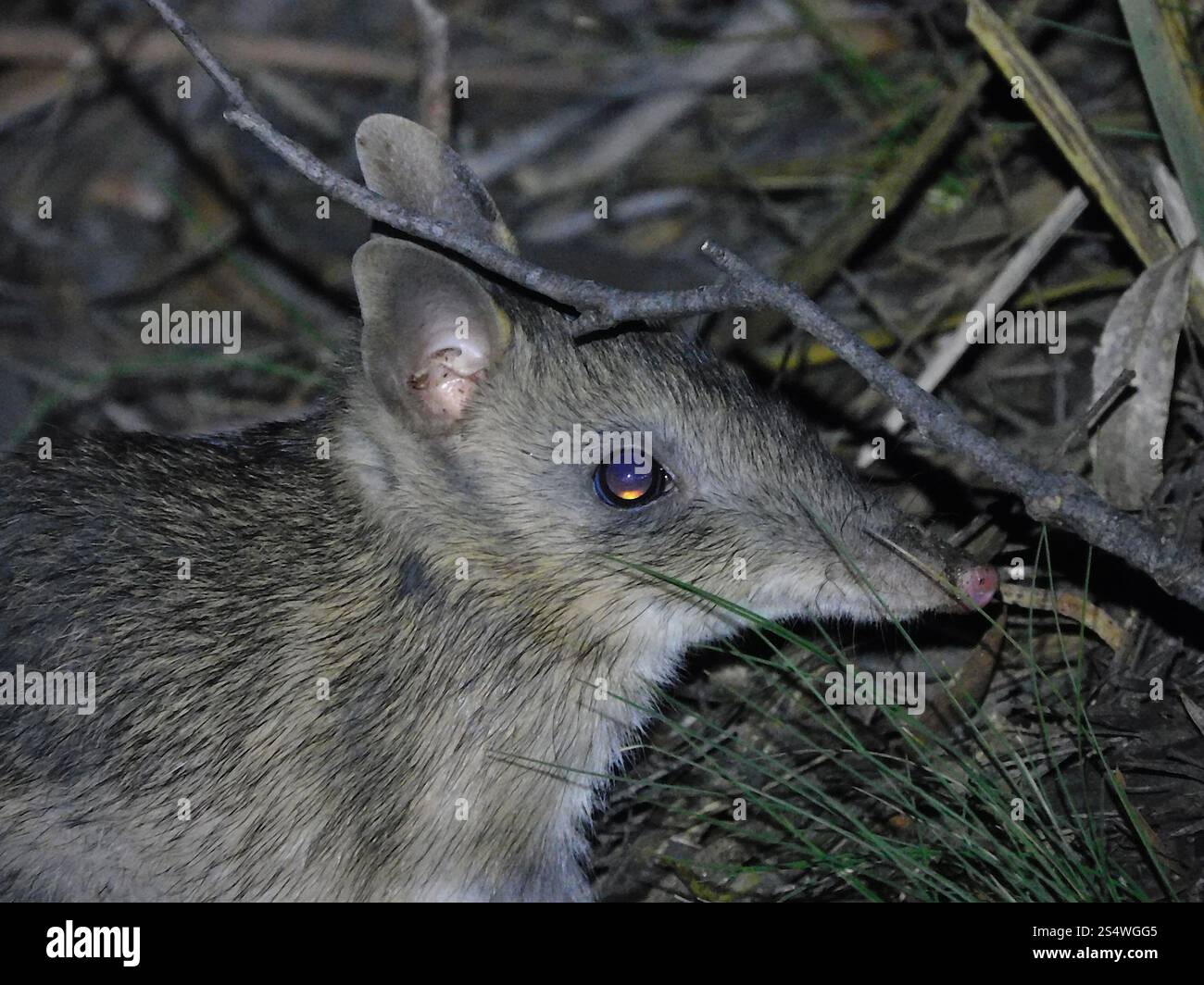 Eastern Barred Bandicoot (Perameles gunnii Stock Photo - Alamy