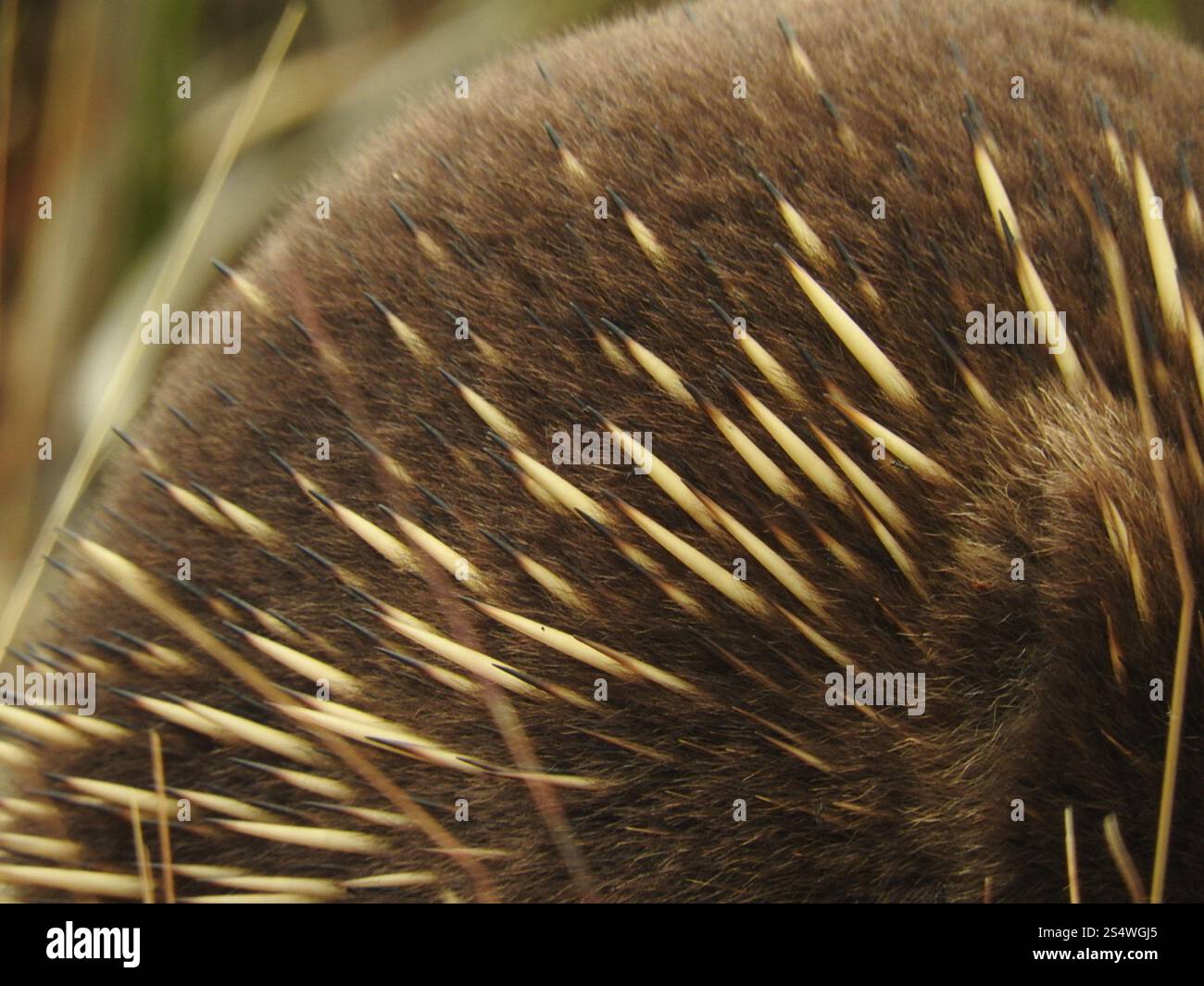 Tasmanian Echidna (Tachyglossus aculeatus setosus Stock Photo - Alamy
