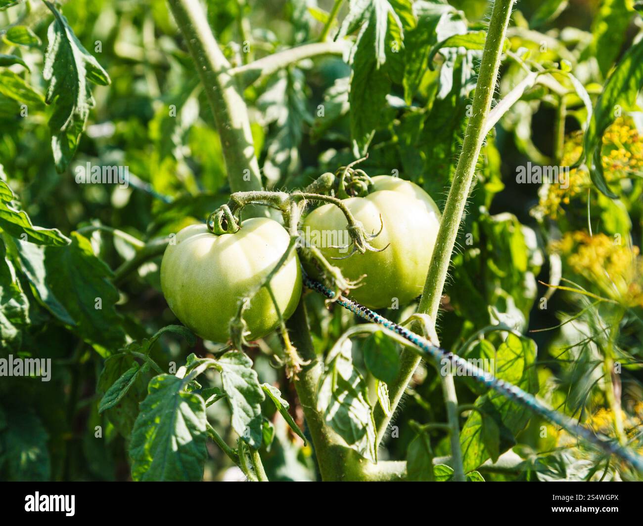 Scenic view green garden hi-res stock photography and images - Alamy