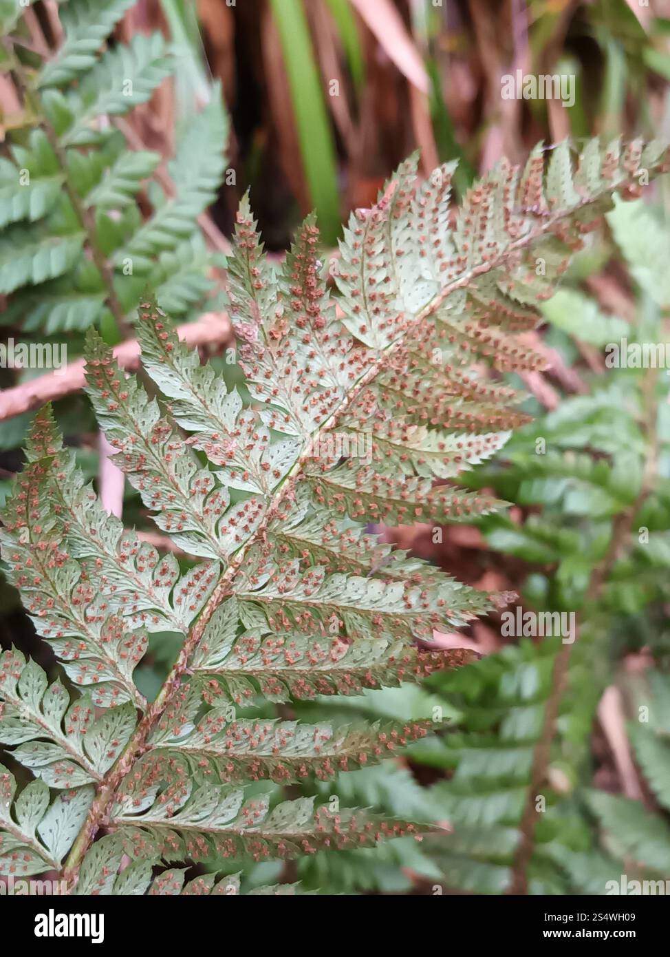 hard shield fern (Polystichum aculeatum Stock Photo - Alamy