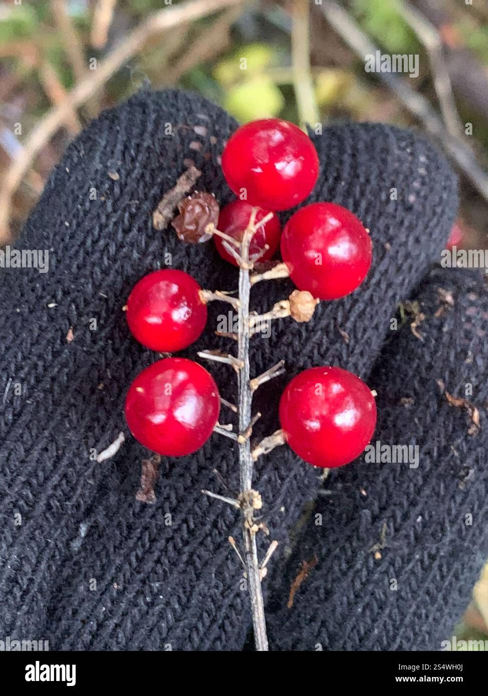 Western Lily of the Valley (Maianthemum dilatatum Stock Photo - Alamy